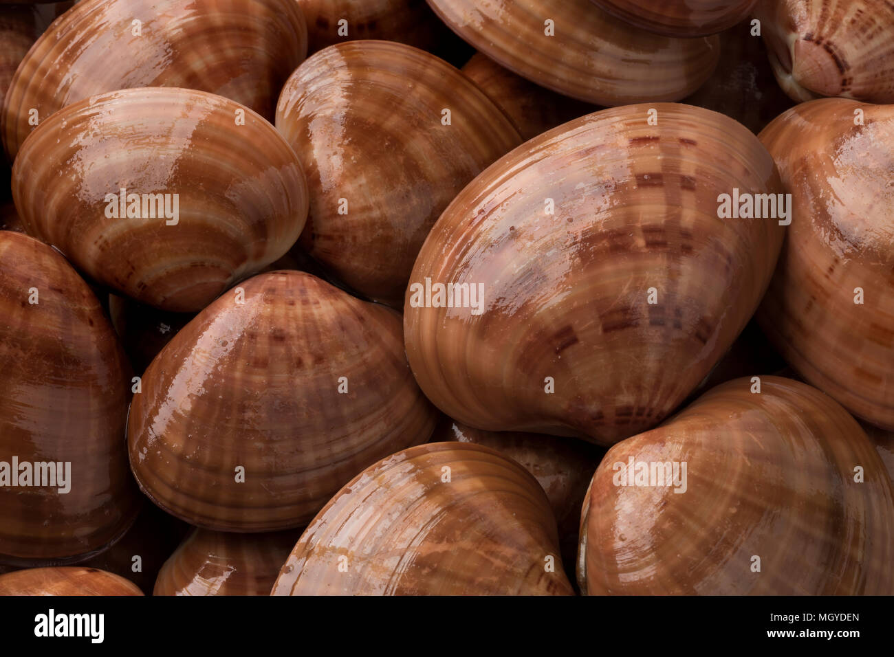 Fresh raw closed smooth clams full frame close up Stock Photo - Alamy