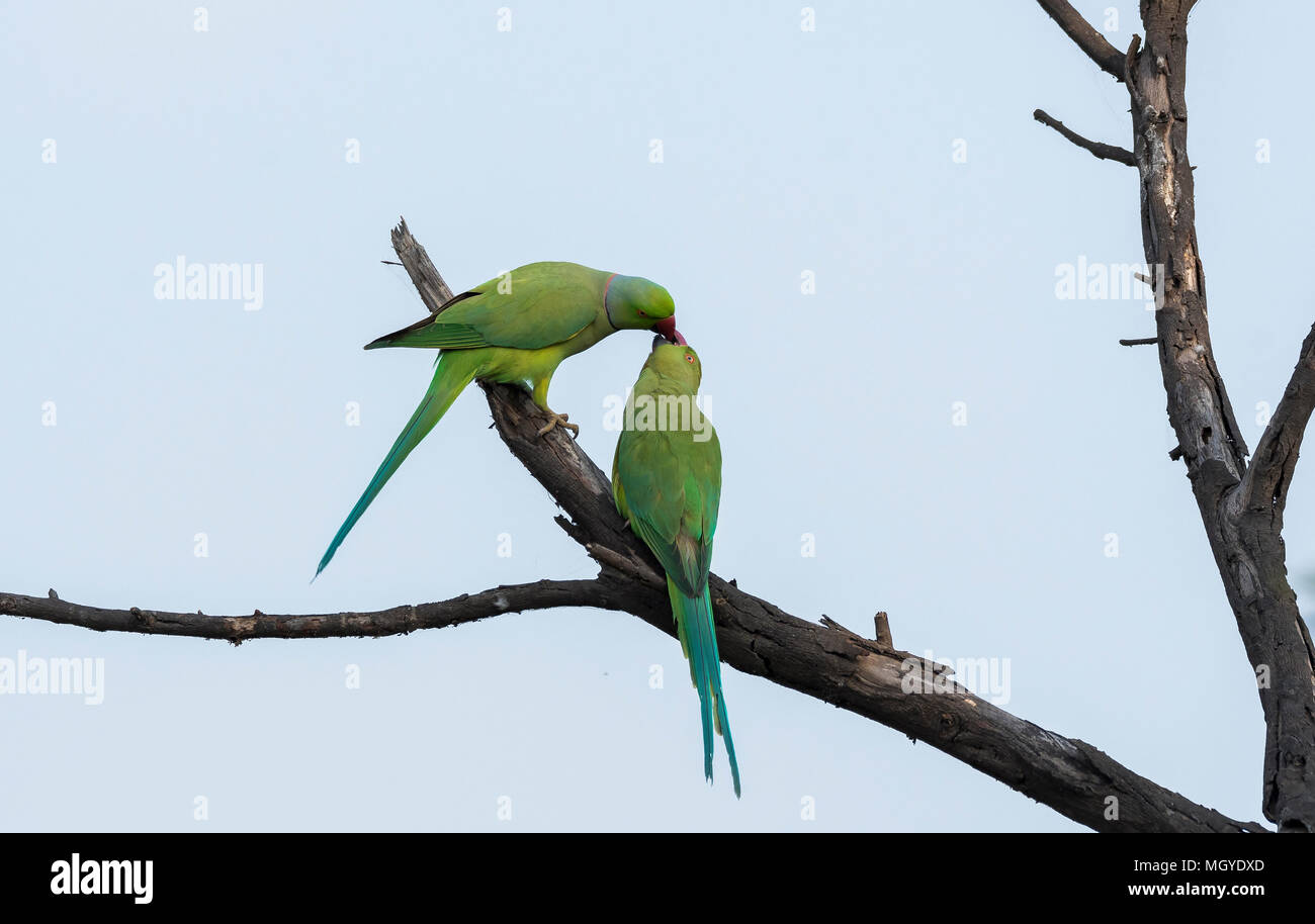 India animal pair mating hi-res stock photography and images - Alamy