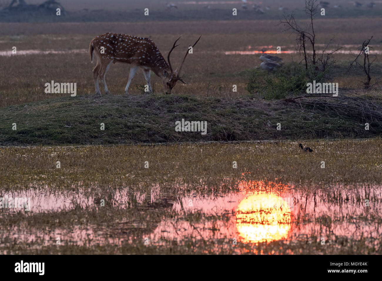 Chital running hi-res stock photography and images - Alamy