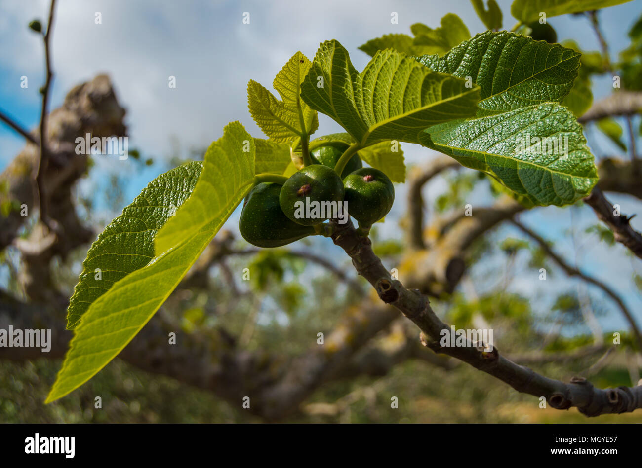 Branch of a fig tree with a bunch of delicious fruit growing and large ...