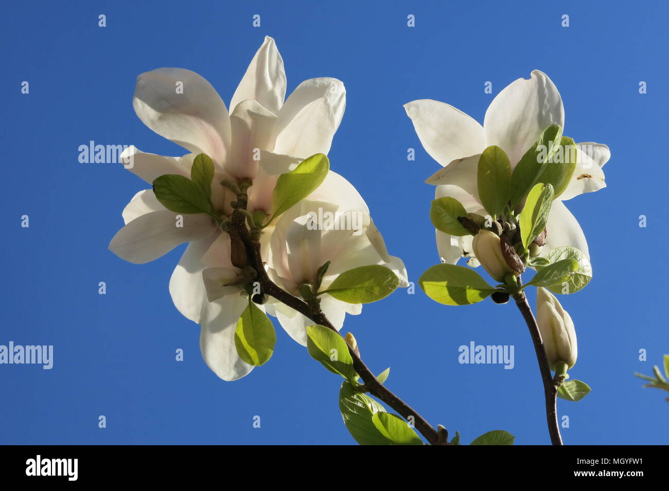 Our neighbour's white magnolia tree looked stunning in the sunshine ...