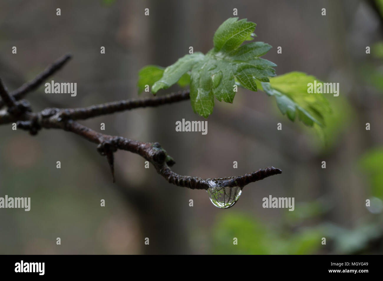 water drop with forest reflection Stock Photo - Alamy