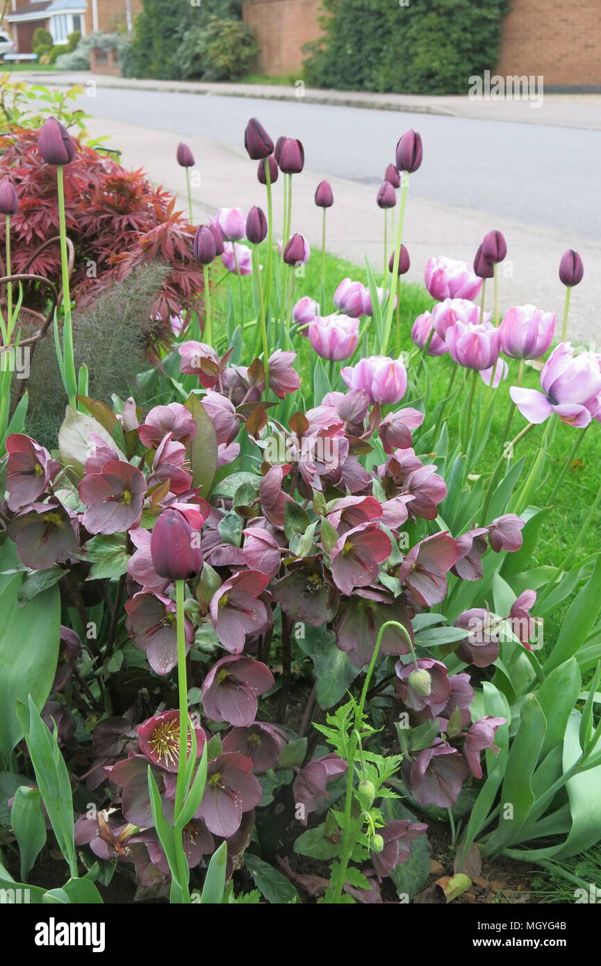 Spring border hellebores hi-res stock photography and images - Alamy