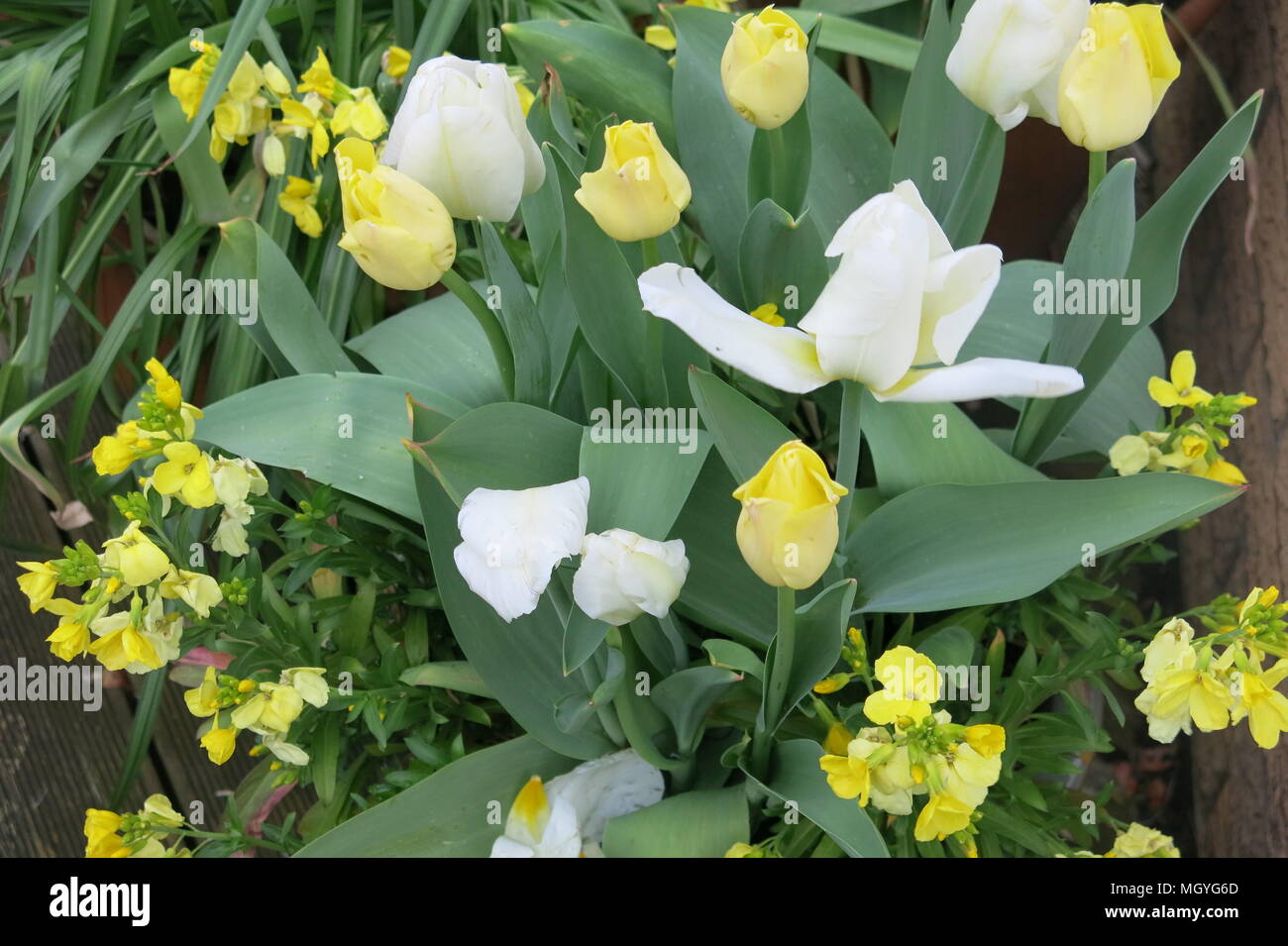 Tulip container wallflower hi-res stock photography and images - Alamy