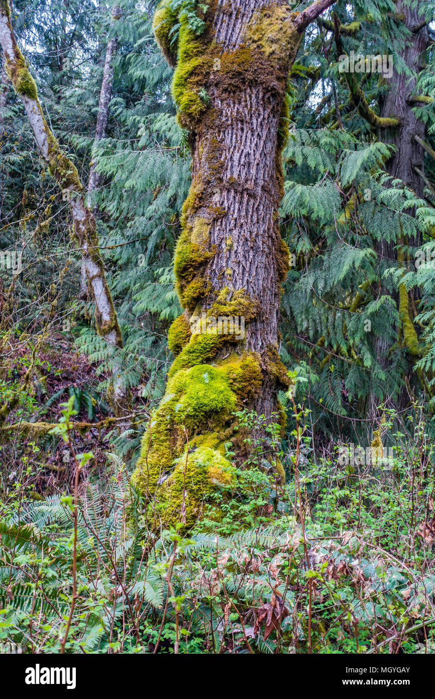Moss grows on this tree trunk at Flaming Geyser State Park in ...