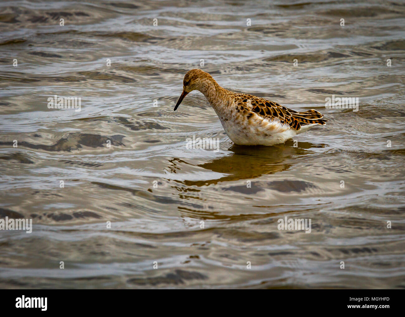 Female Ruff in early summer plumage Stock Photo - Alamy