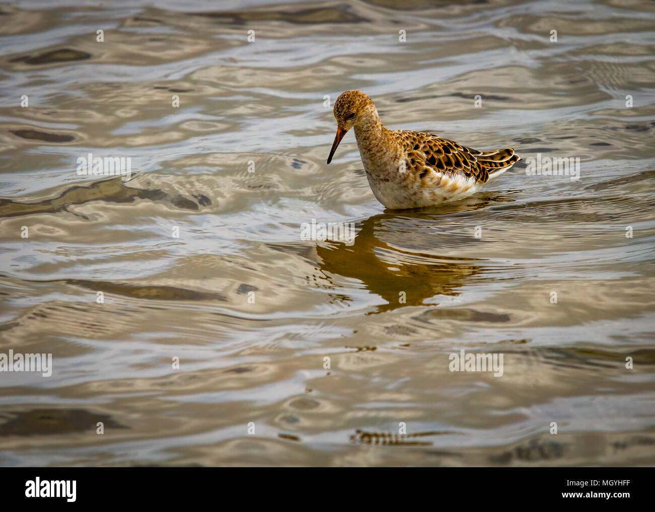 Female Ruff in early summer plumage Stock Photo - Alamy
