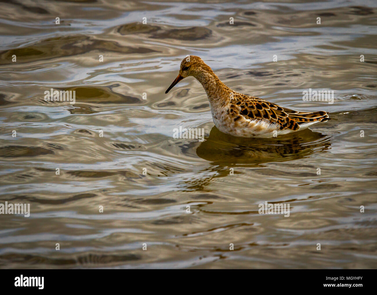 Female Ruff in early summer plumage Stock Photo - Alamy
