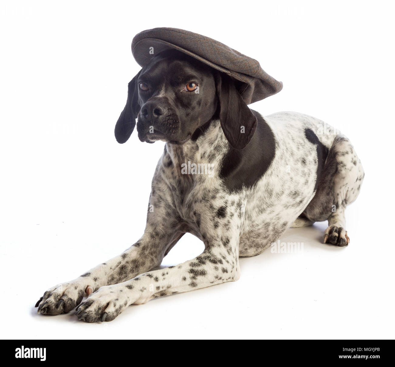 Hunting Dog Backgrounds
