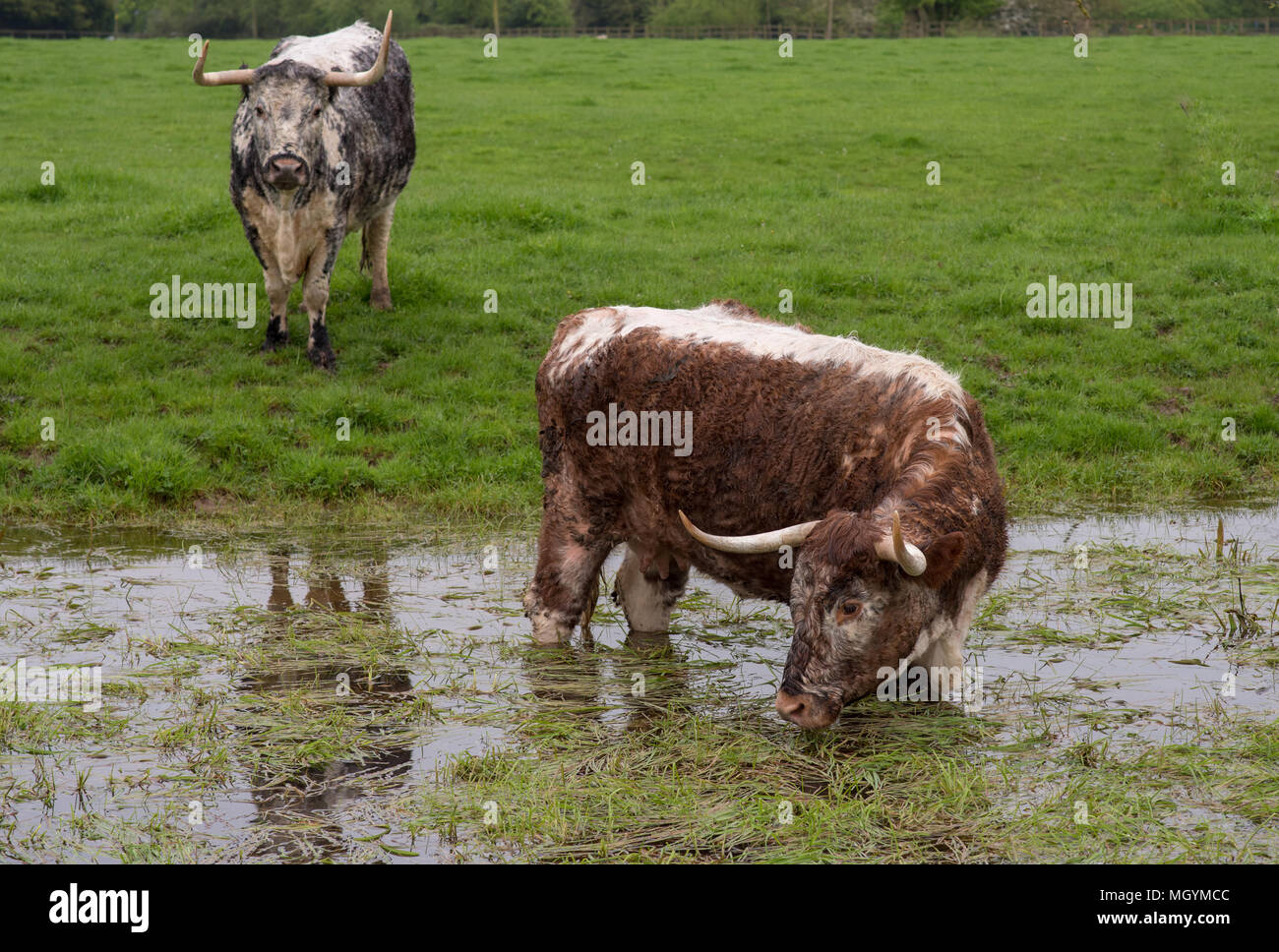 Longhorns cattle water hi-res stock photography and images - Alamy