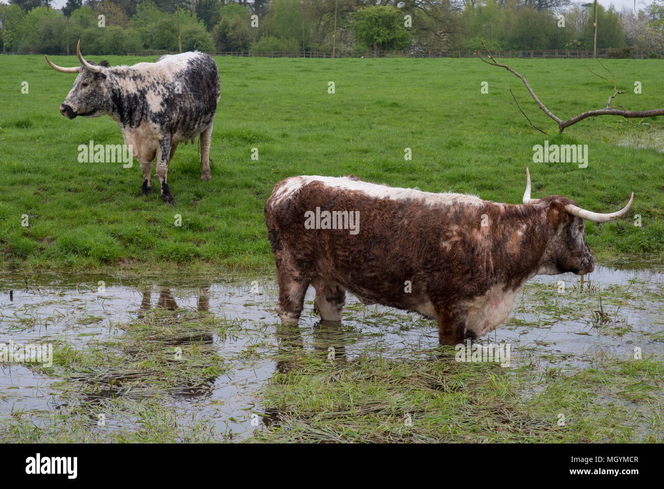 longhorn cow standing in large pool of water and looking miserable in ...