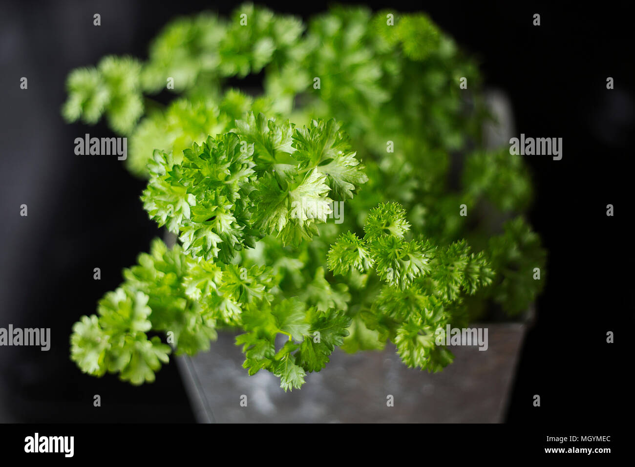 Fresh curly leaf parsley plant in a pot with black background Stock ...