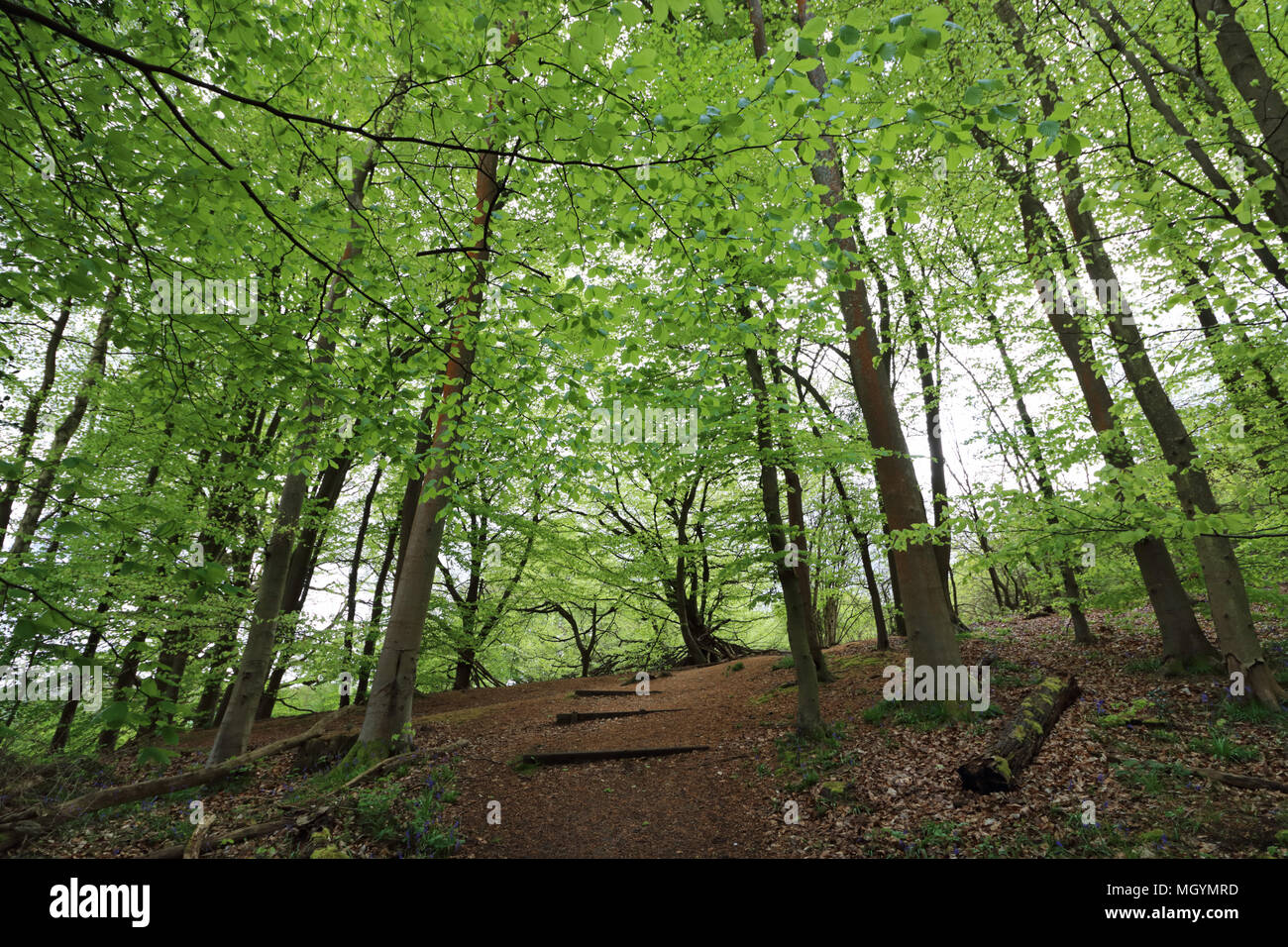 Chinthurst Hill, Bramley Surrey UK Stock Photo - Alamy
