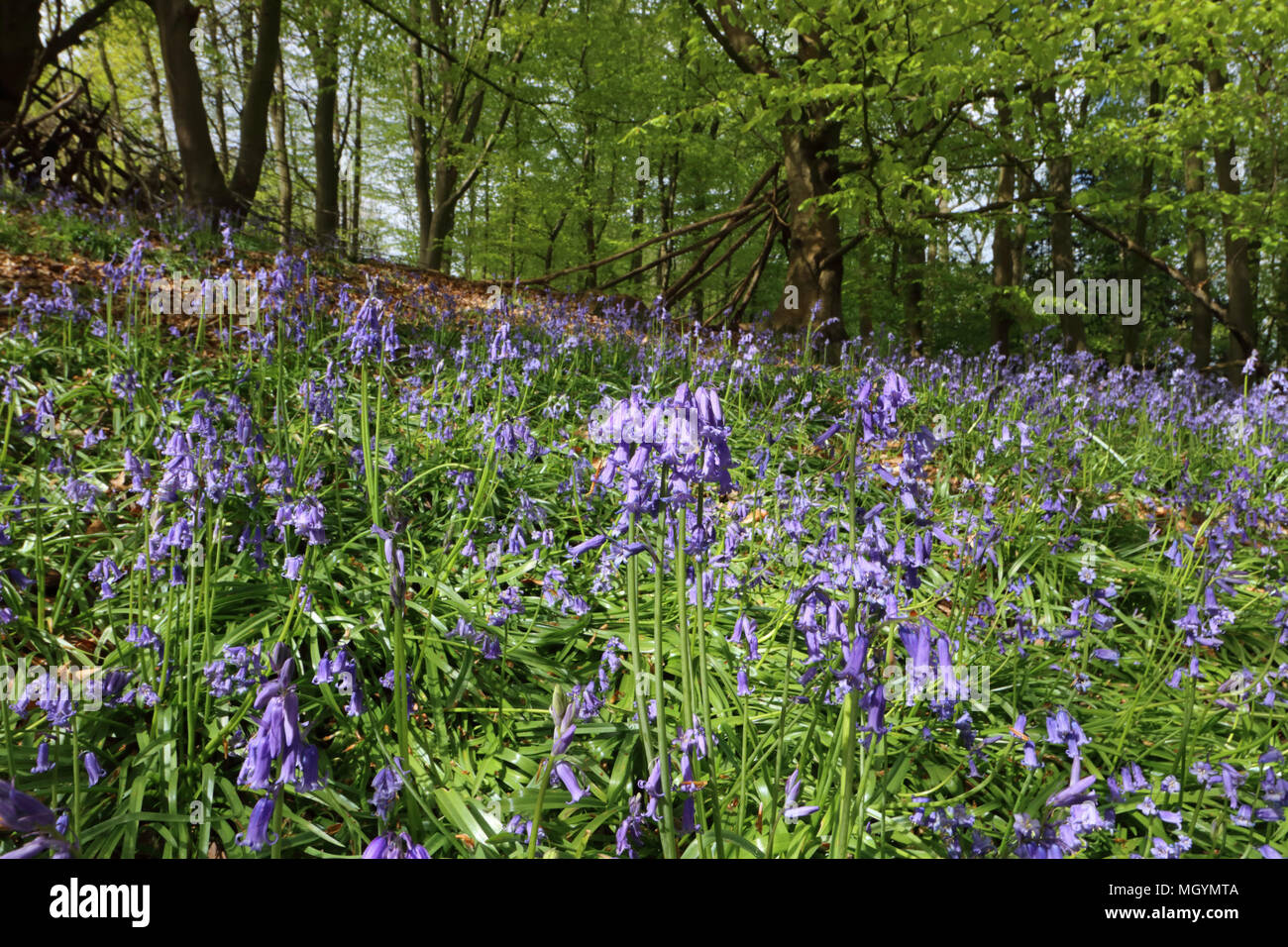 Chinthurst Hill, Bramley Surrey UK Stock Photo - Alamy