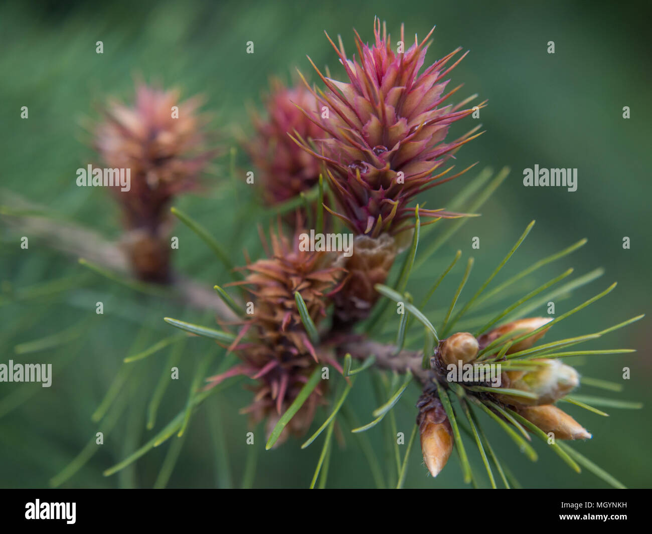 A beautiful, colorful young pine needles bursting forth in spring Stock ...