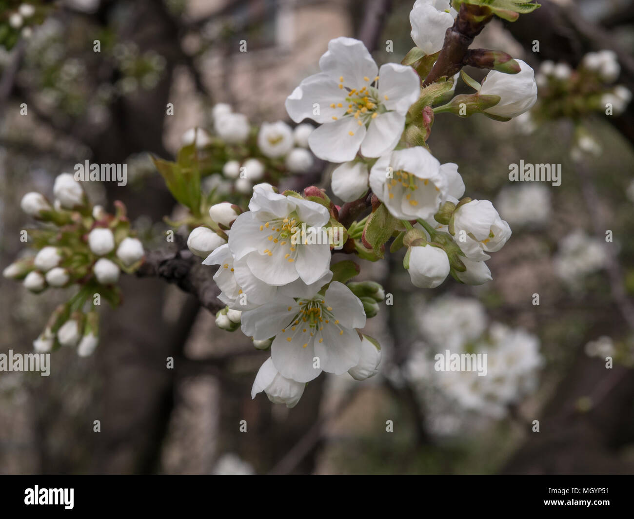 Spring, blooming flowers on the tree Stock Photo - Alamy