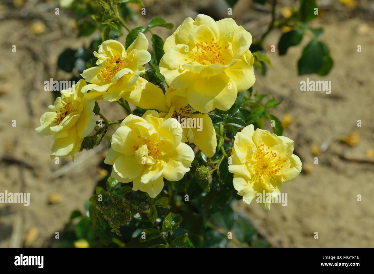 Rose Flower Carpet Gold Stock Photo - Alamy