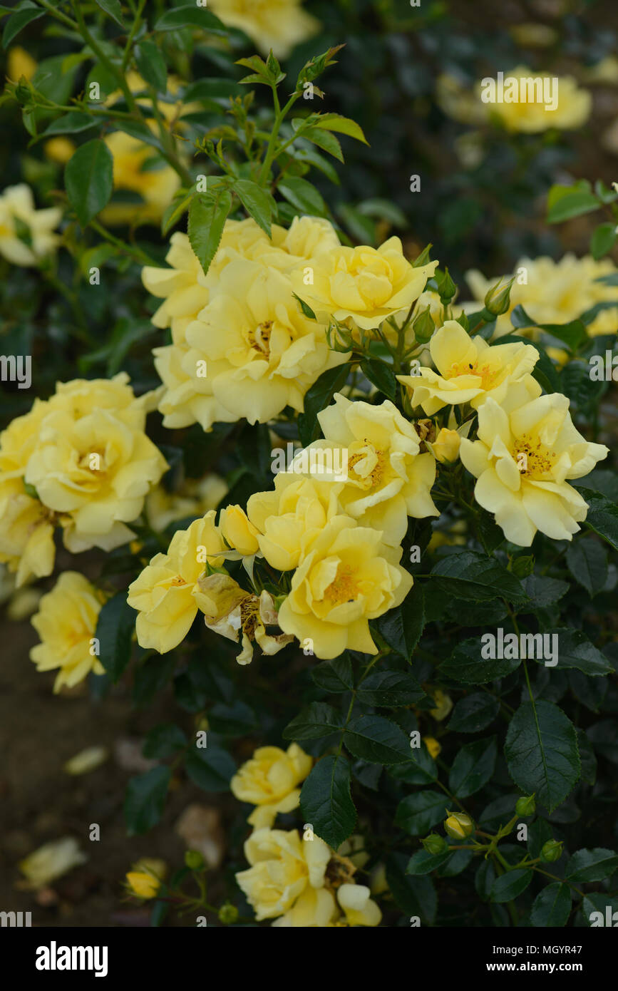 Rose Flower Carpet Gold Stock Photo - Alamy