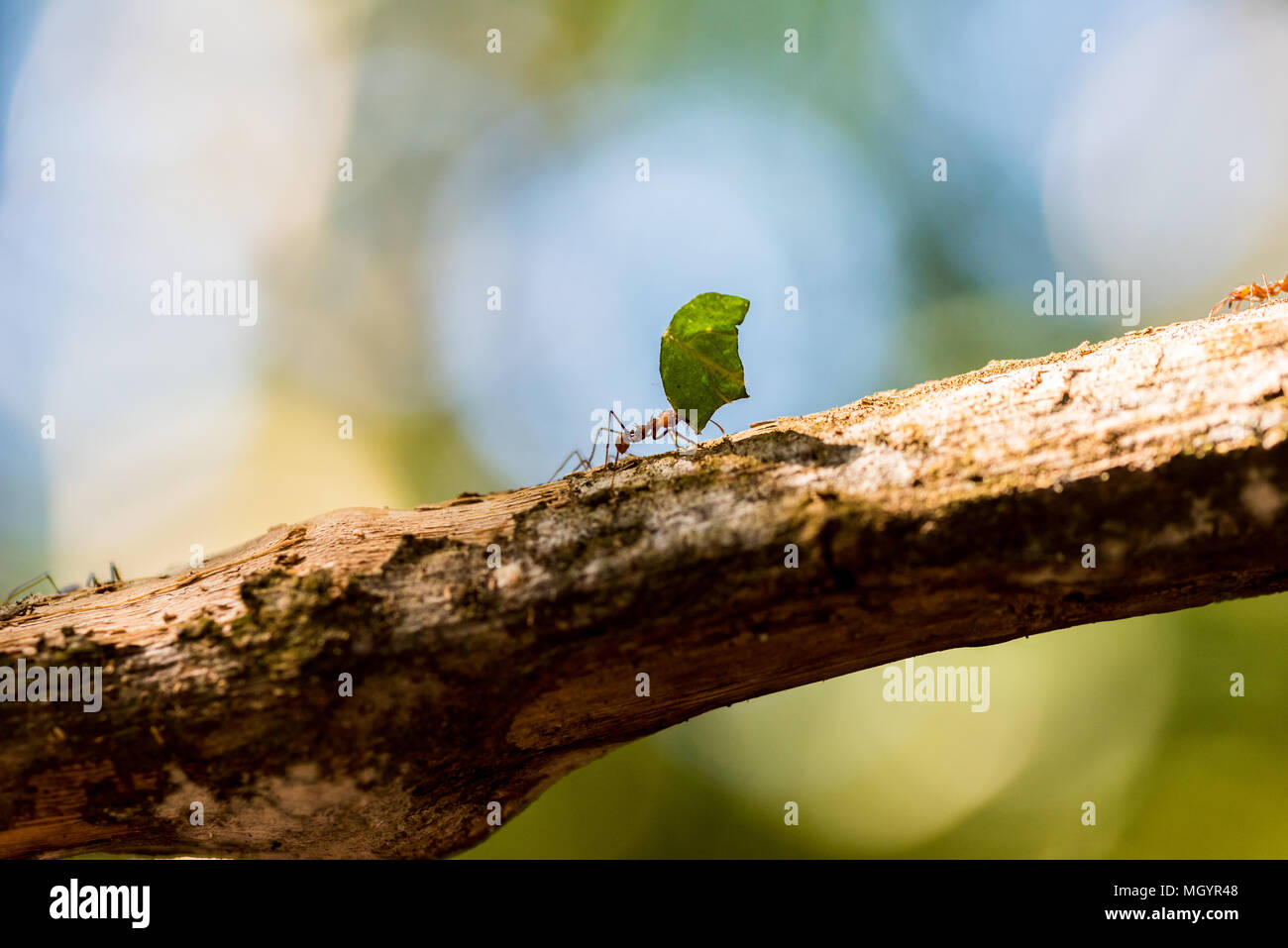 Ants are carrying on leaves Stock Photo - Alamy