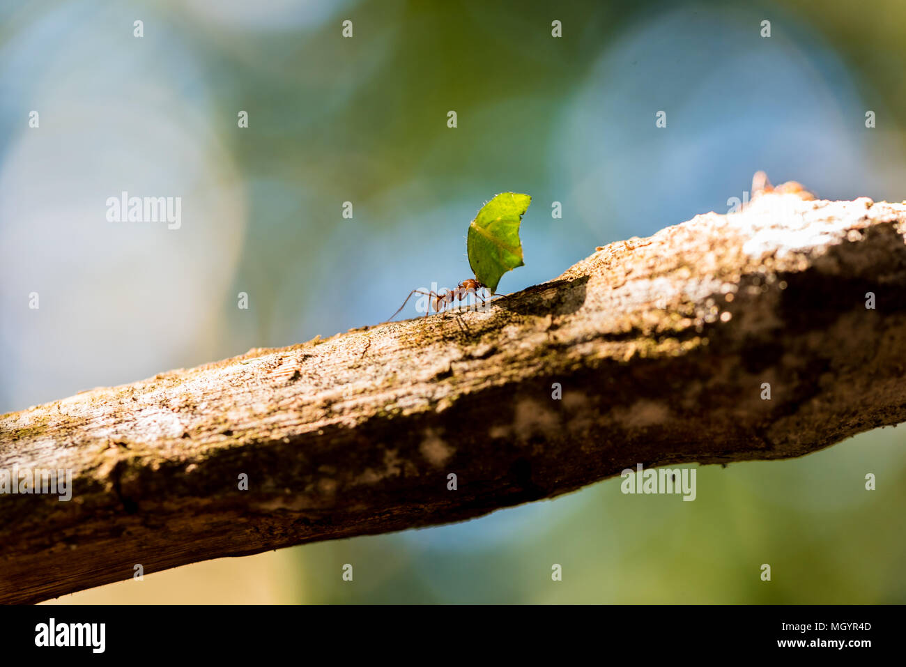 Ants are carrying on leaves Stock Photo - Alamy
