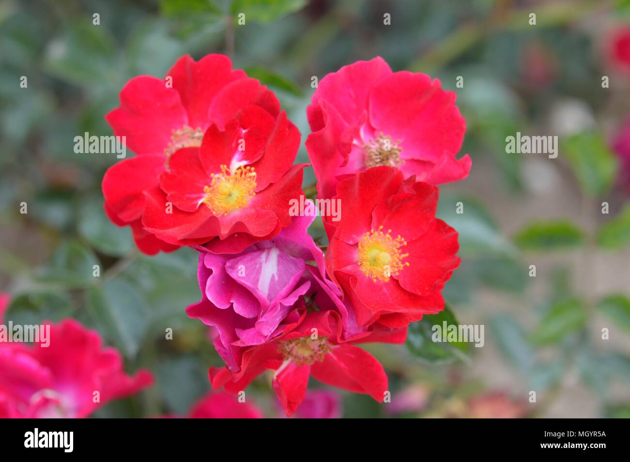 Rose Flower Carpet Red Velvet Stock Photo - Alamy