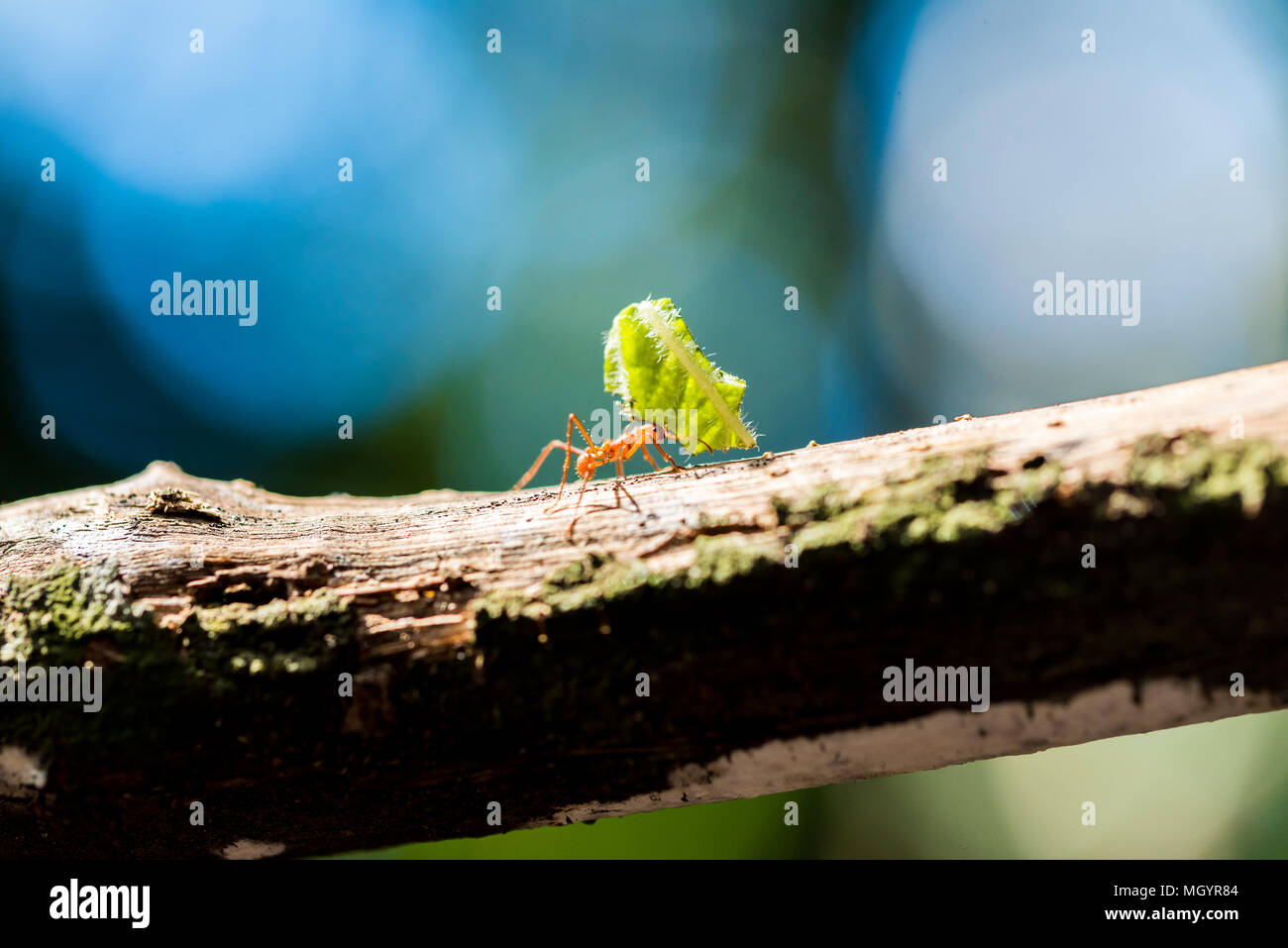 Ants are carrying on leaves Stock Photo - Alamy