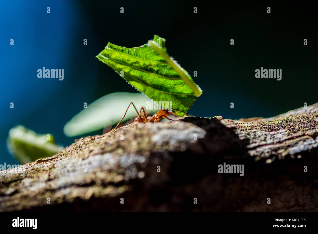 Ants are carrying on leaves Stock Photo - Alamy
