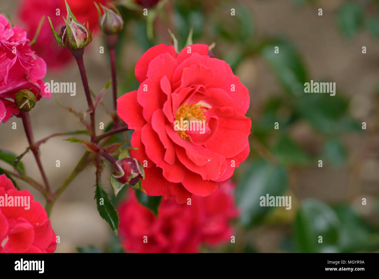 Ruby flower carpet hi-res stock photography and images - Alamy