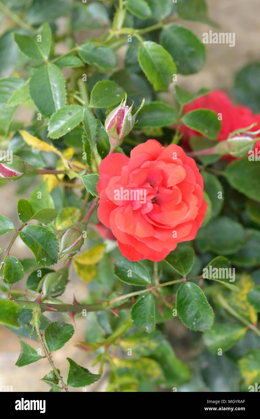 Rose Flower Carpet Scarlet Stock Photo - Alamy