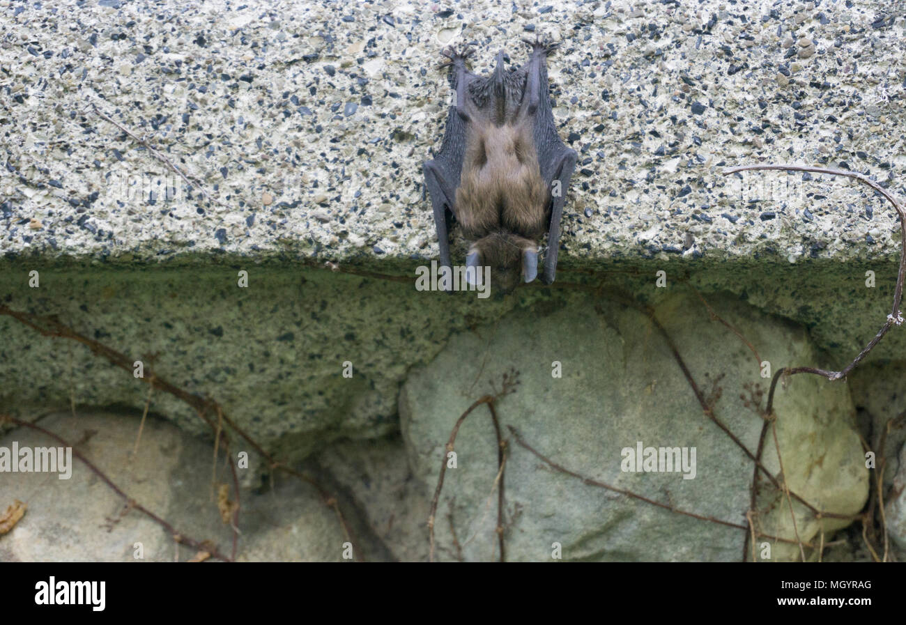 Brown bat sleeping hi-res stock photography and images - Alamy