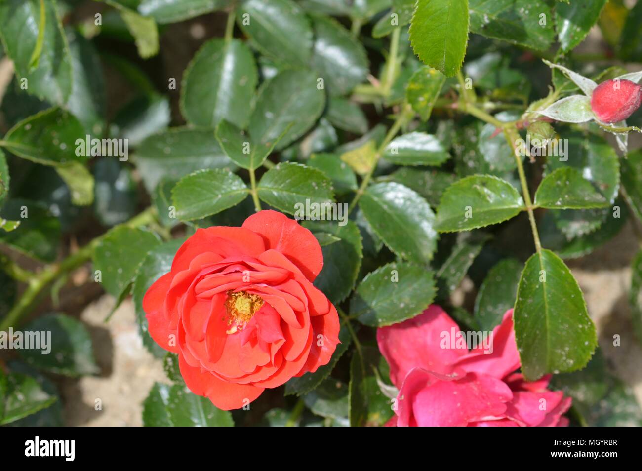 Rose Flower Carpet Scarlet Stock Photo - Alamy