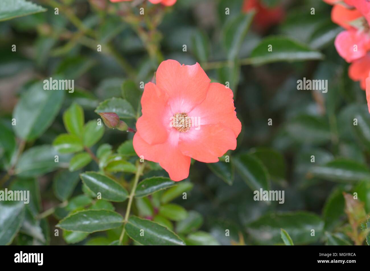 Pink flower carpet bush rose hi-res stock photography and images - Alamy