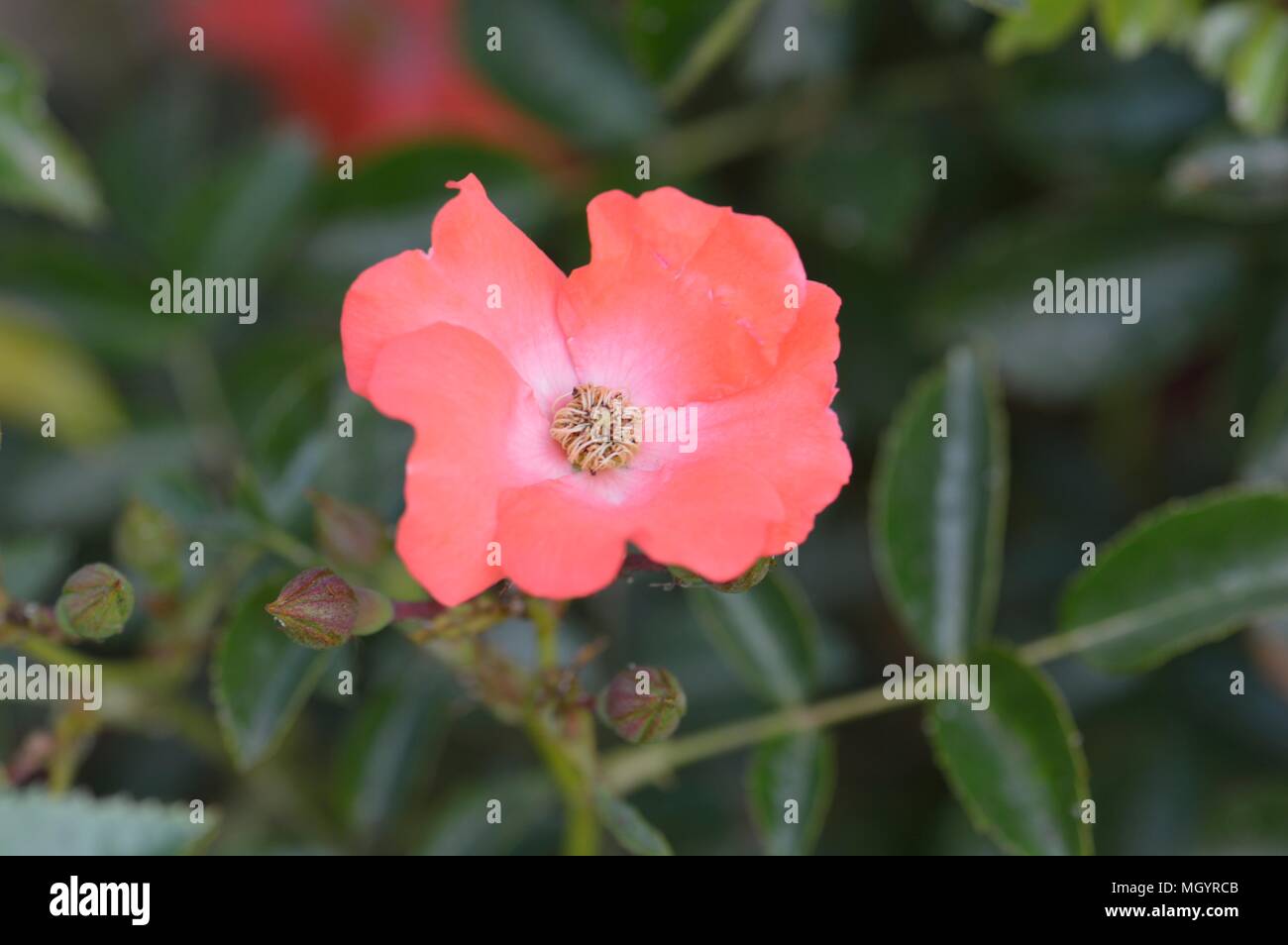 Pink flower carpet bush rose hi-res stock photography and images - Alamy