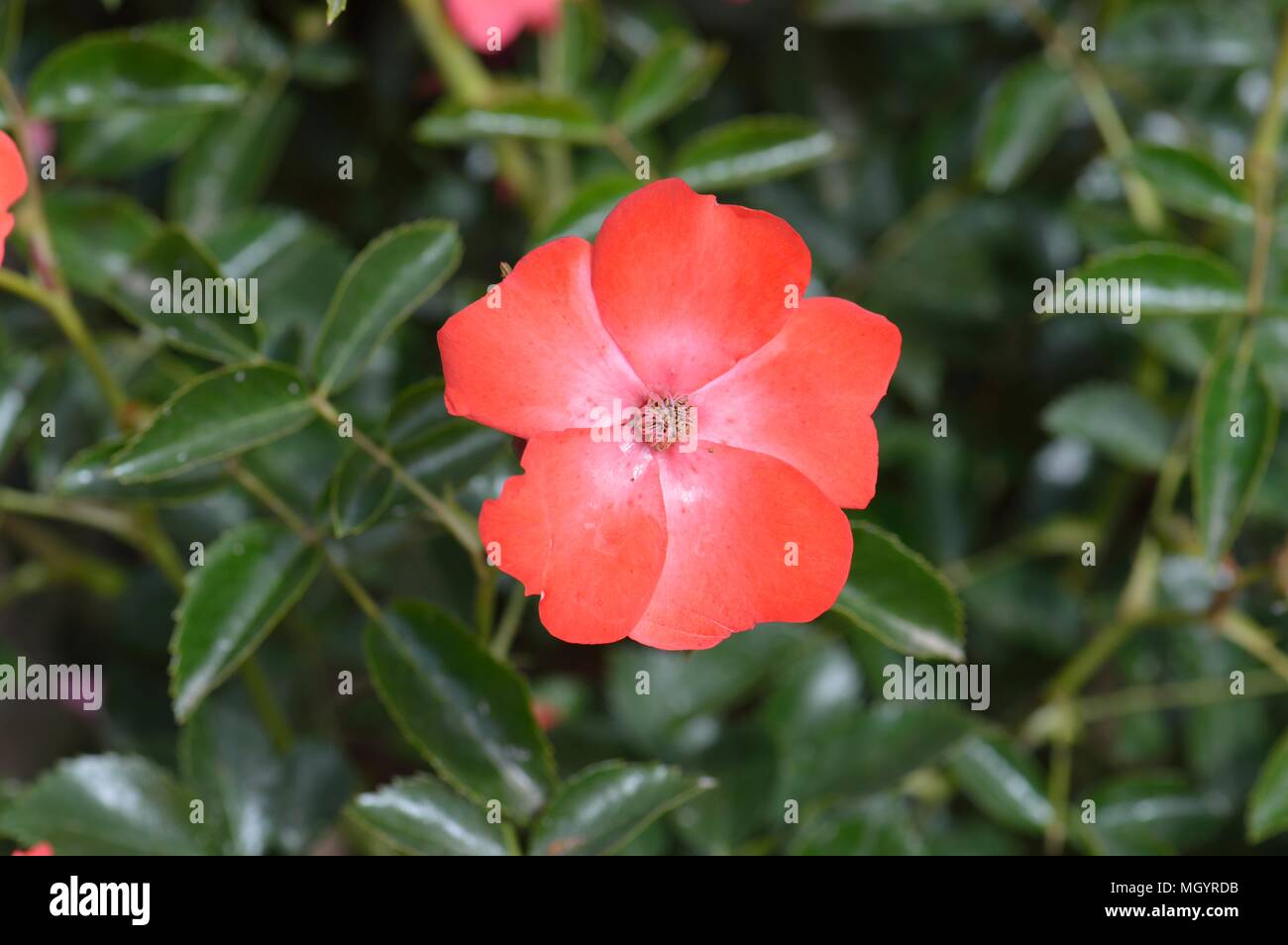 Pink flower carpet bush rose hi-res stock photography and images - Alamy