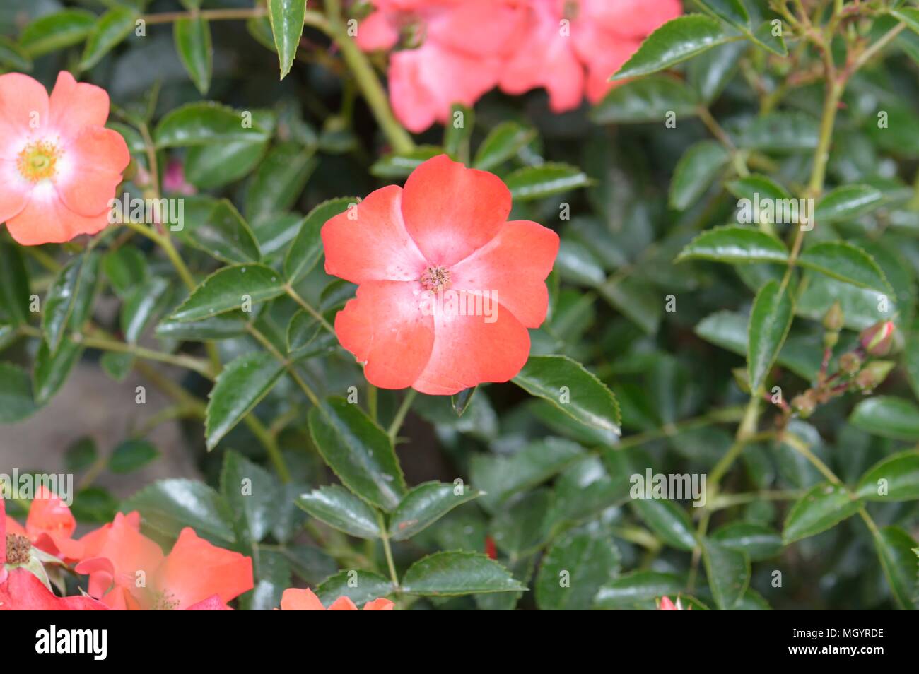 Rose Flower Carpet Sunset Stock Photo - Alamy