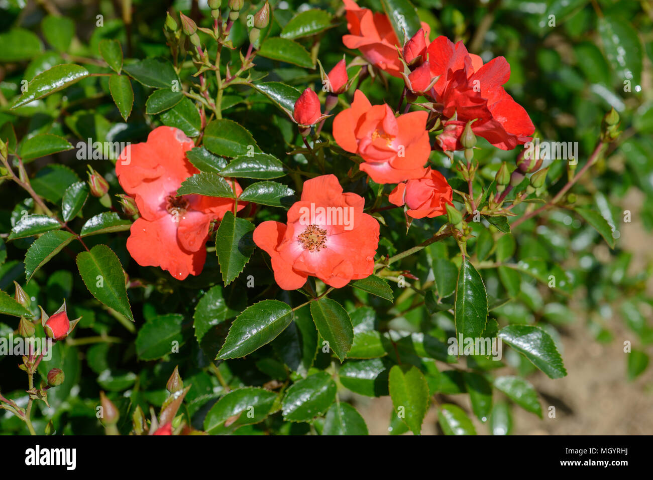 Rose Flower Carpet Sunset Stock Photo - Alamy