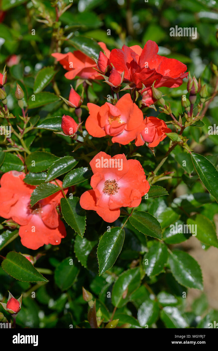 Rose Flower Carpet Sunset Stock Photo - Alamy