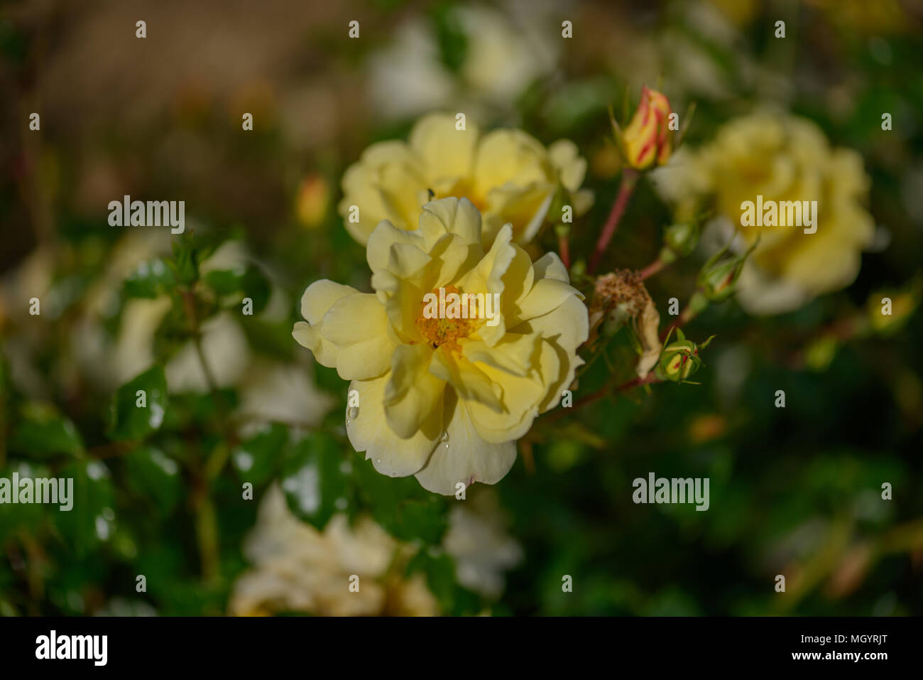 Rose Flower Carpet Yellow Stock Photo - Alamy
