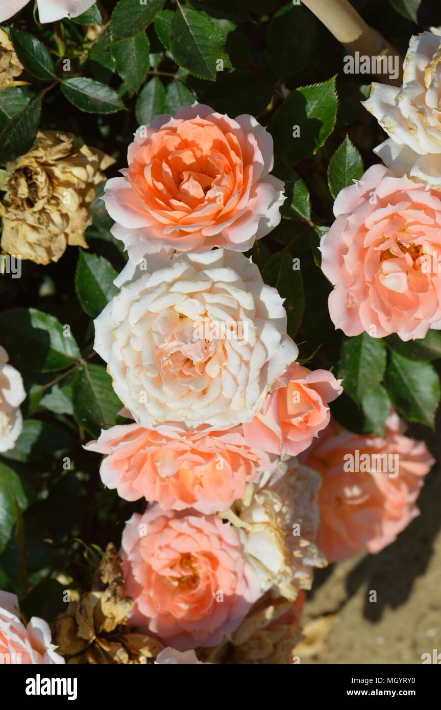 Rosa flower power hi-res stock photography and images - Alamy