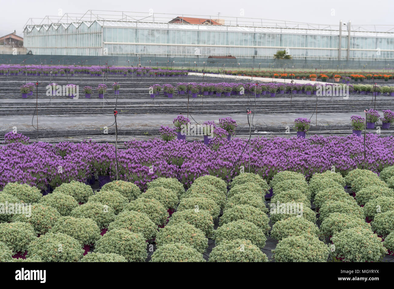 Commercial flower nursery hi-res stock photography and images - Alamy