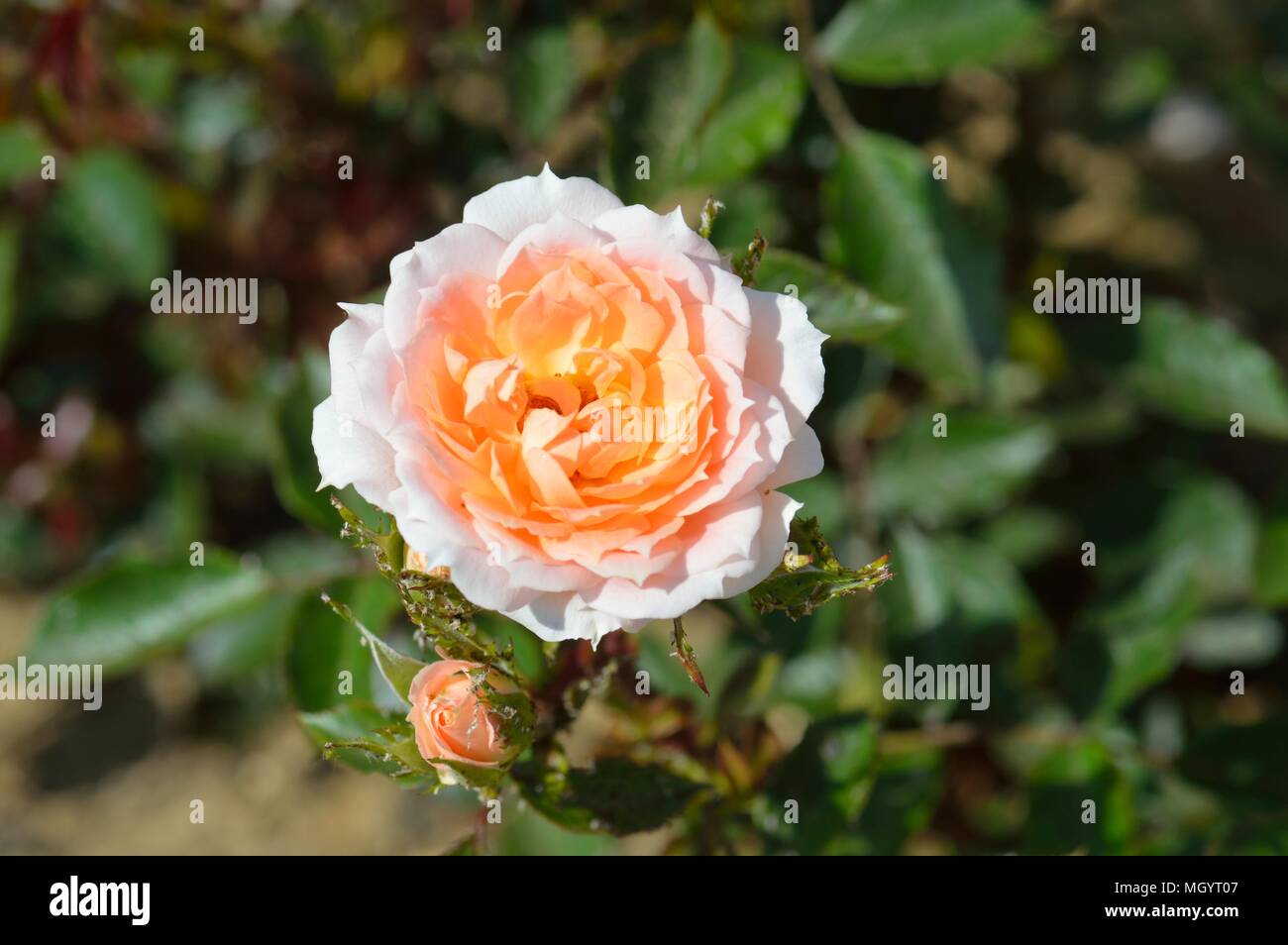 Rose Flower Power Stock Photo - Alamy