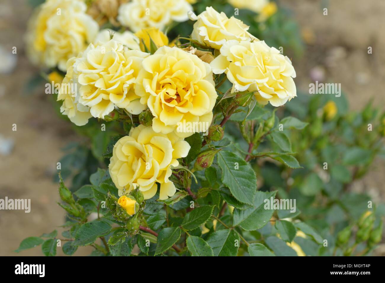 Rose Flower Power Gold Stock Photo - Alamy