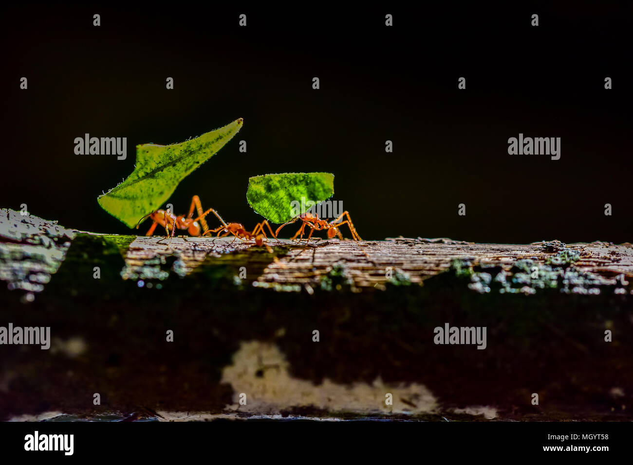 Team work ants hi-res stock photography and images - Alamy