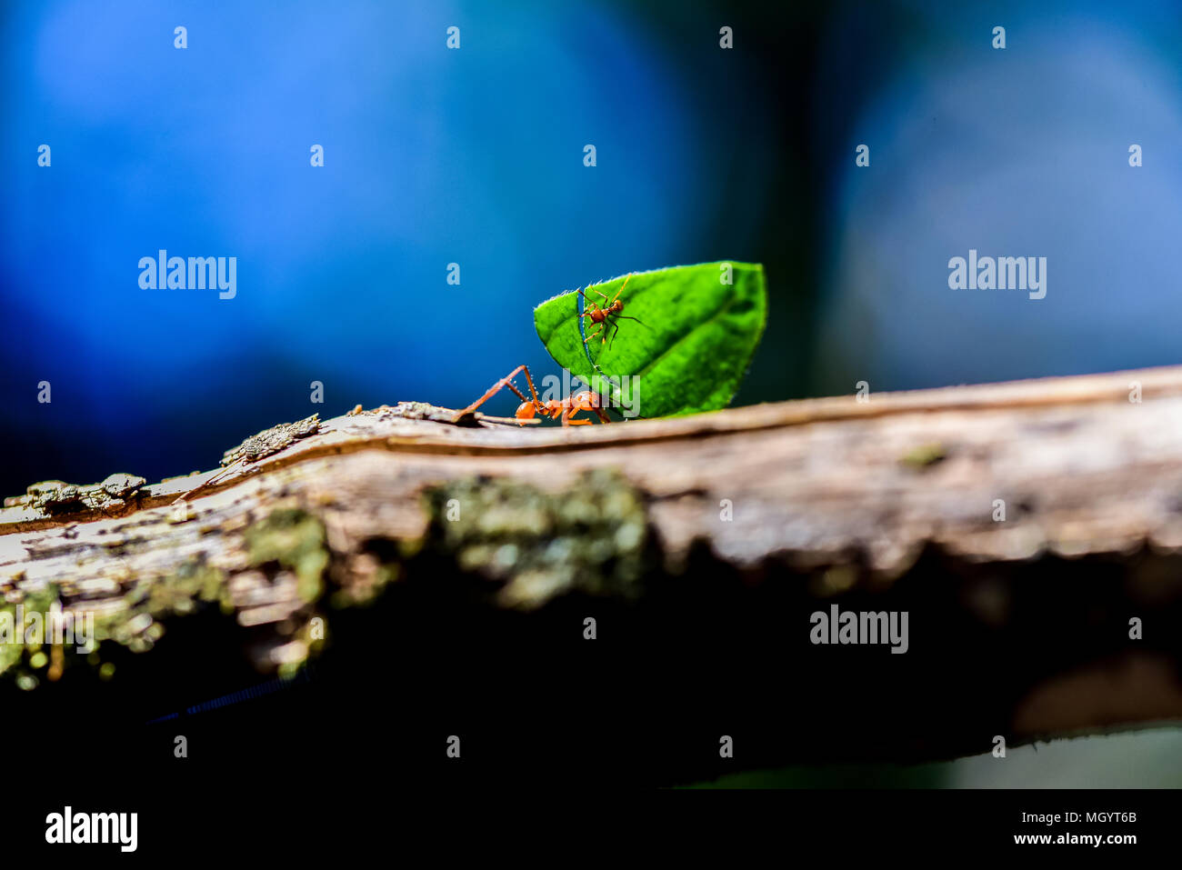 Leaf Cutter Ants Working High Resolution Stock Photography and Images ...