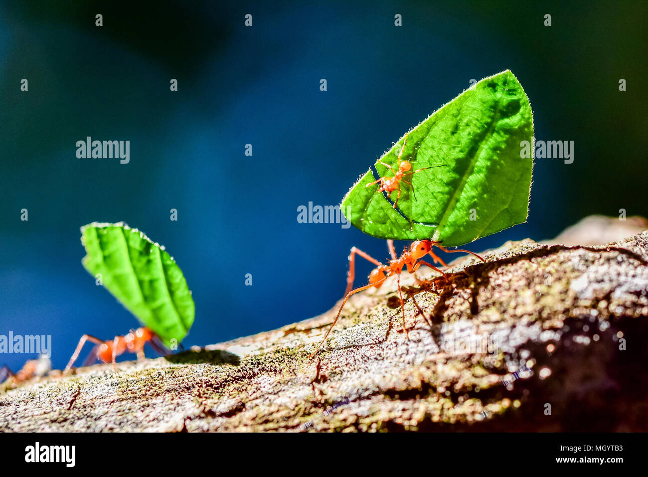 Ants are carrying on leaves Stock Photo - Alamy