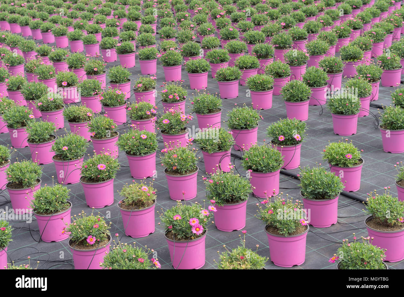 Commercial plants growing in greenhouse Stock Photo - Alamy