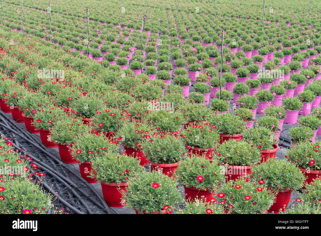 Commercial plants growing in greenhouse Stock Photo - Alamy