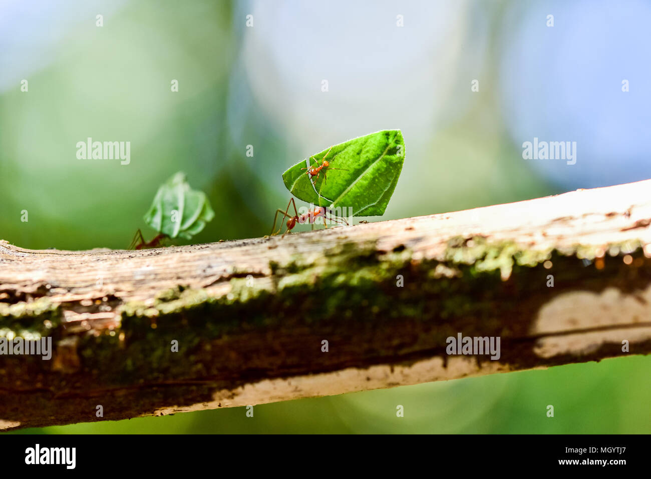 Ants are carrying on leaves Stock Photo - Alamy