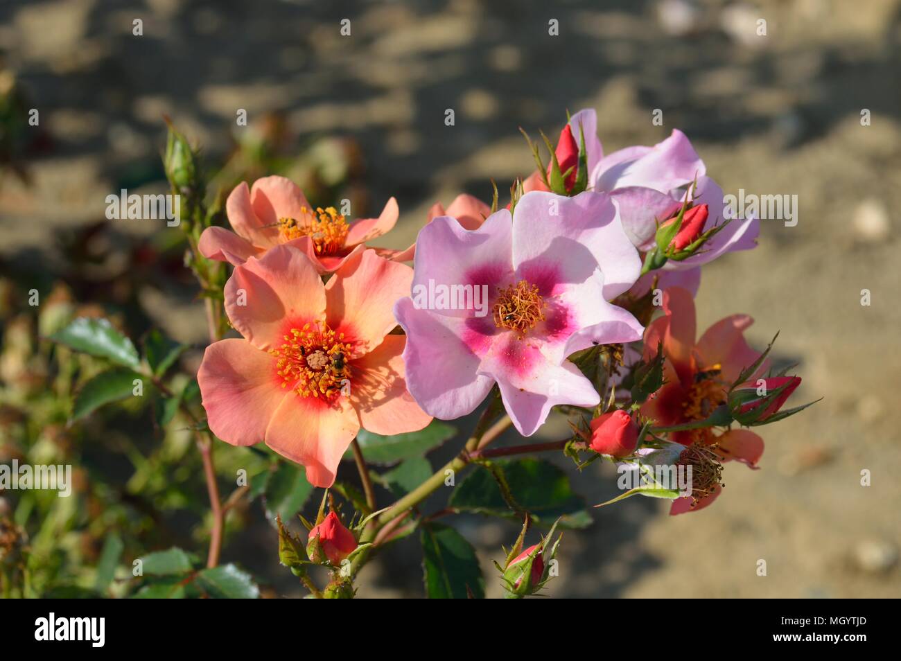Only rose flower hi-res stock photography and images - Alamy