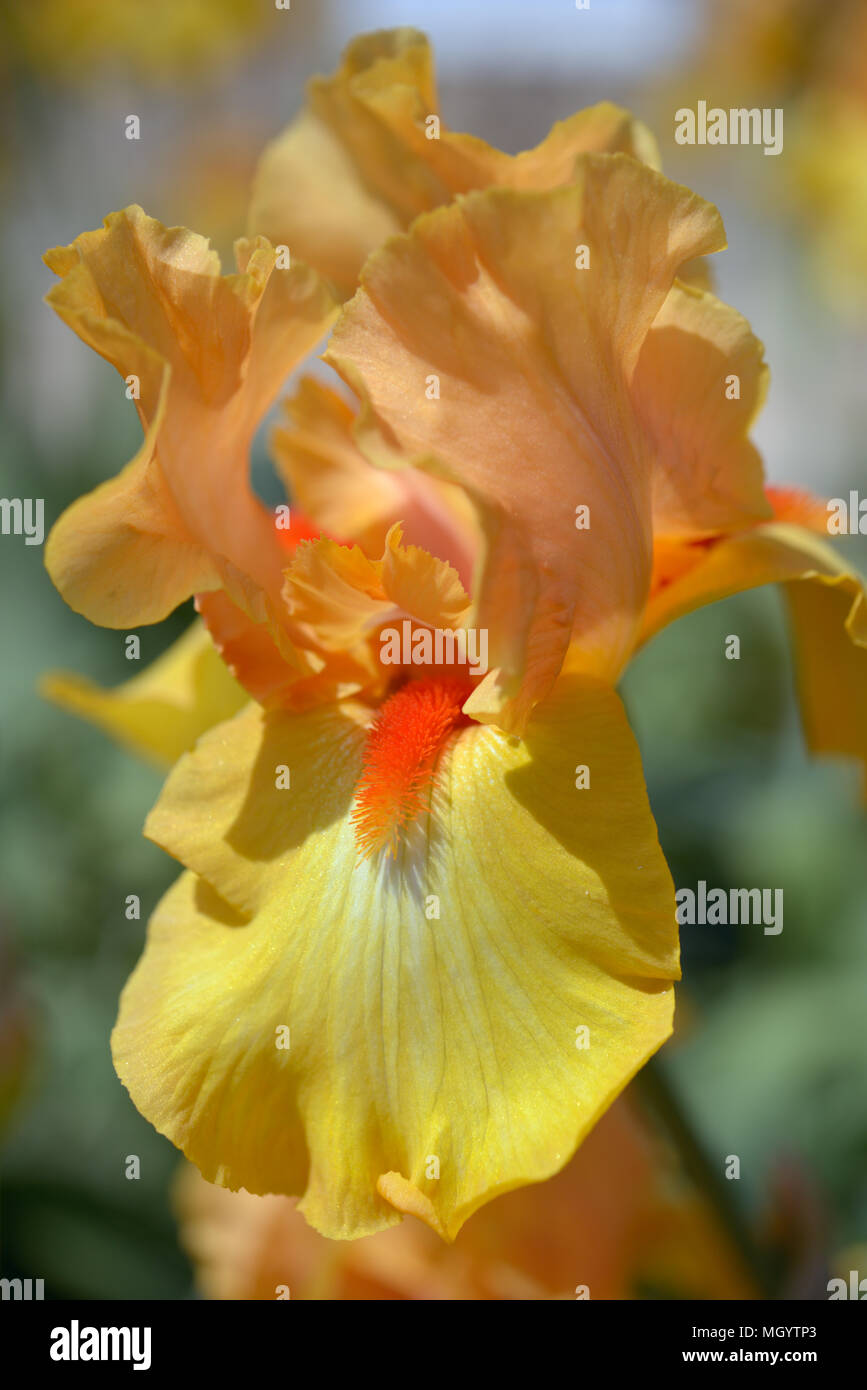 Flower of bearded iris closeup Stock Photo - Alamy